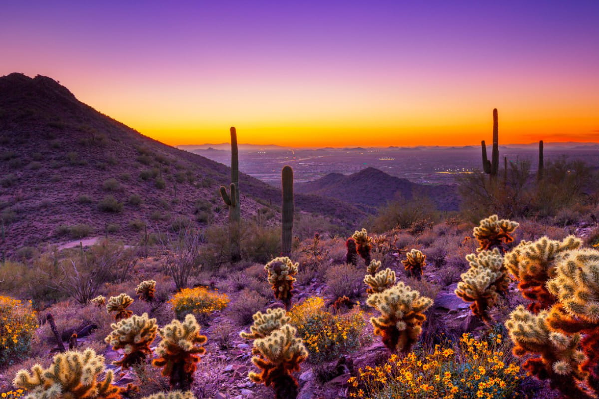 Training | Signia Pro